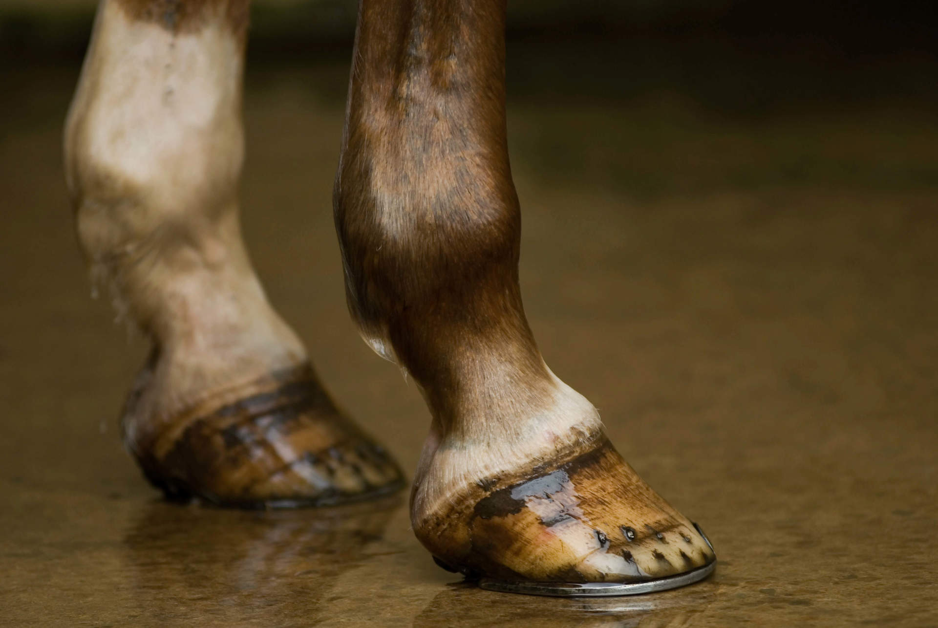 Hoof Care, Inside and Out Hoof Care, Inside and Out
