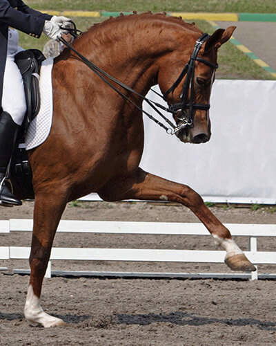 Understanding Equine Joint Structure And Function
